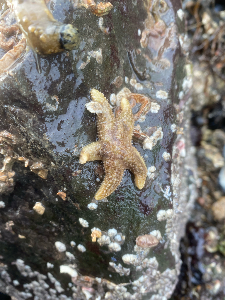 Northern Starfish from Ballydorn Road, Newtownards, Northern Ireland ...
