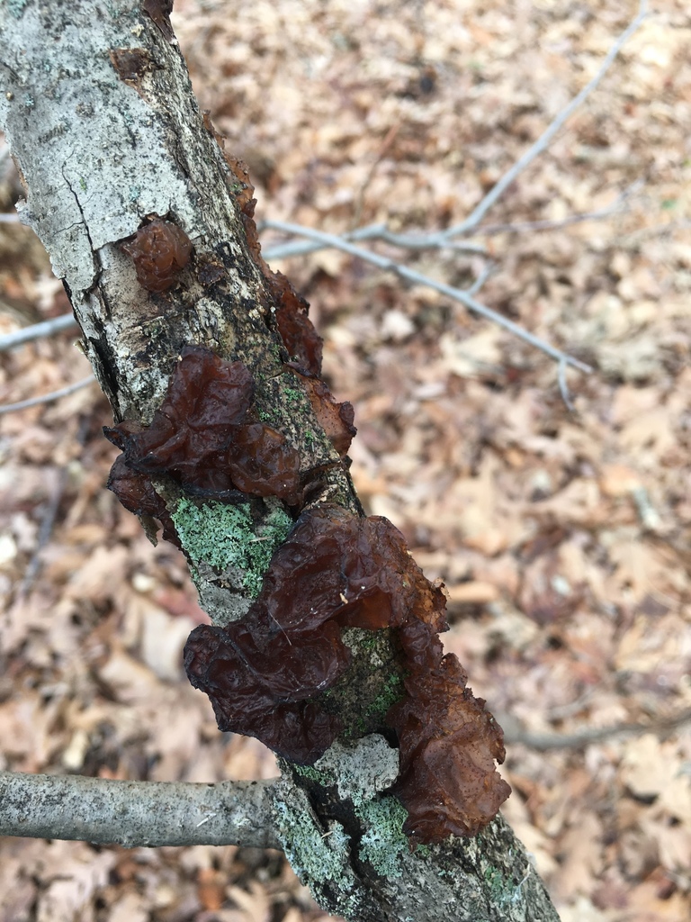 American Amber Jelly Fungus from Long Pond Park, New York, NY, US on ...