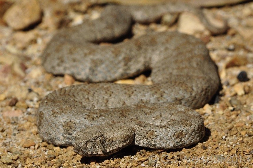 Large Palearctic Vipers (Macrovipera) - Snakes and Lizards
