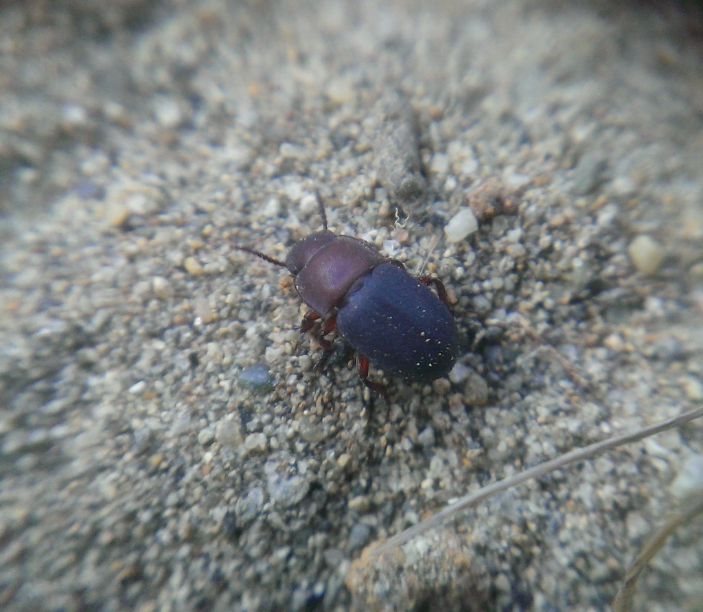 Apsena in April 2016 by Benjamin Maples. Darkling beetle. · iNaturalist