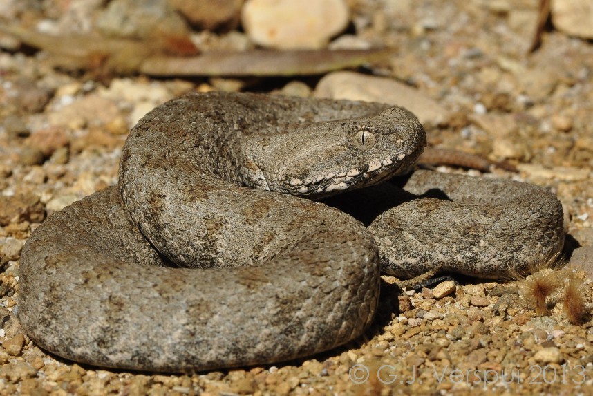 Levantine Viper (Macrovipera lebetinus) - Snakes and Lizards