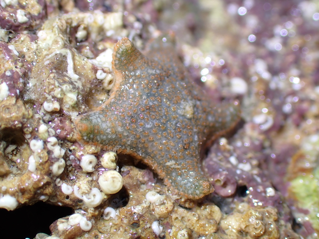 Cushion Star from Charente-Maritime, Poitou-Charentes, France on ...