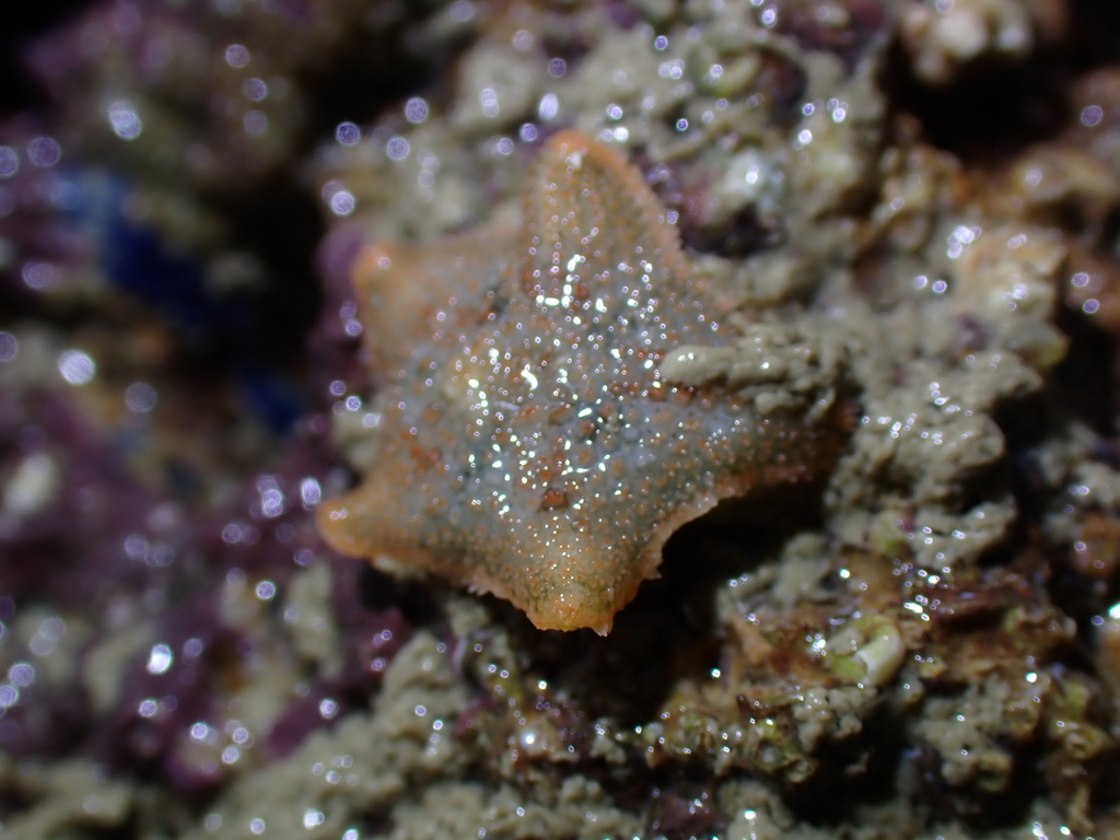 Cushion Star from Charente-Maritime, Poitou-Charentes, France on ...