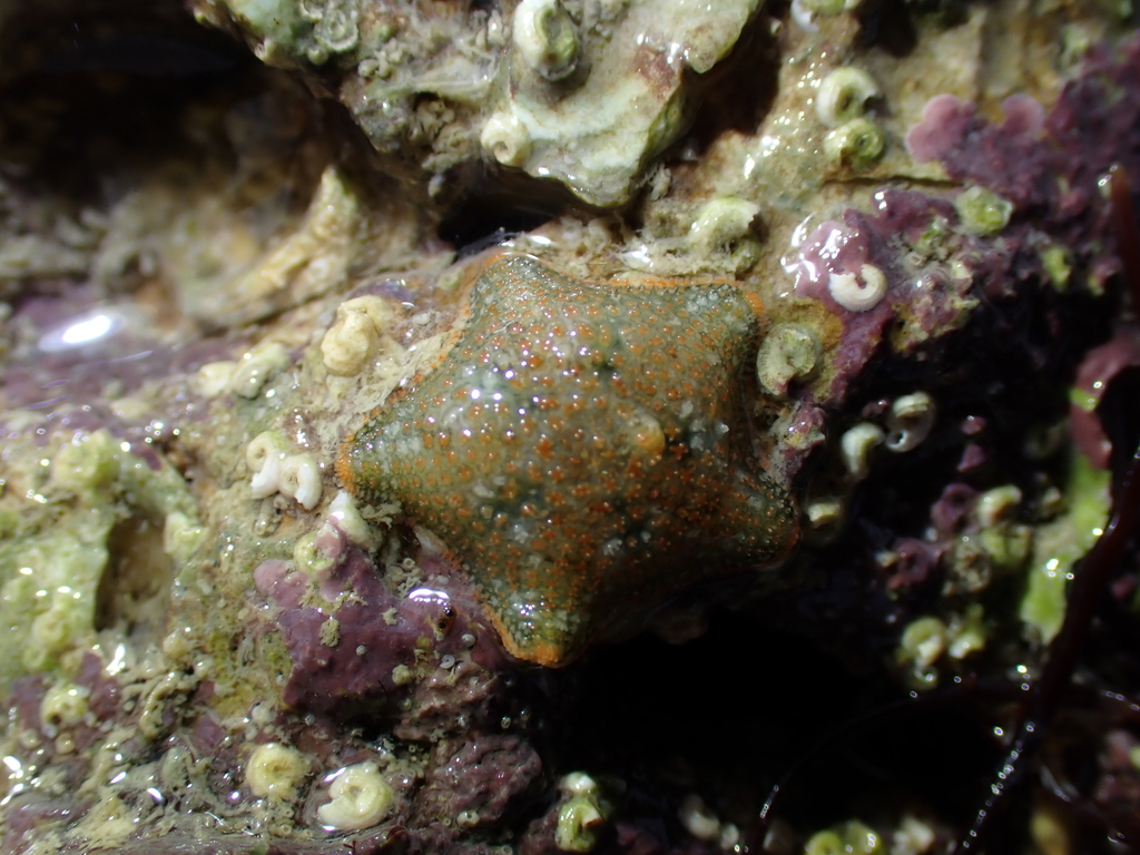 Cushion Star from Charente-Maritime, Poitou-Charentes, France on ...