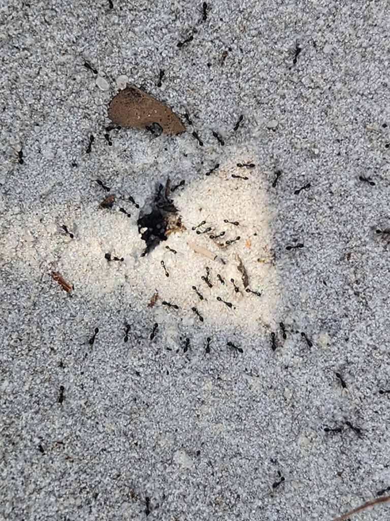 Metallic Trailing Ant from Riverview, FL 33569, USA on January 25, 2026 ...