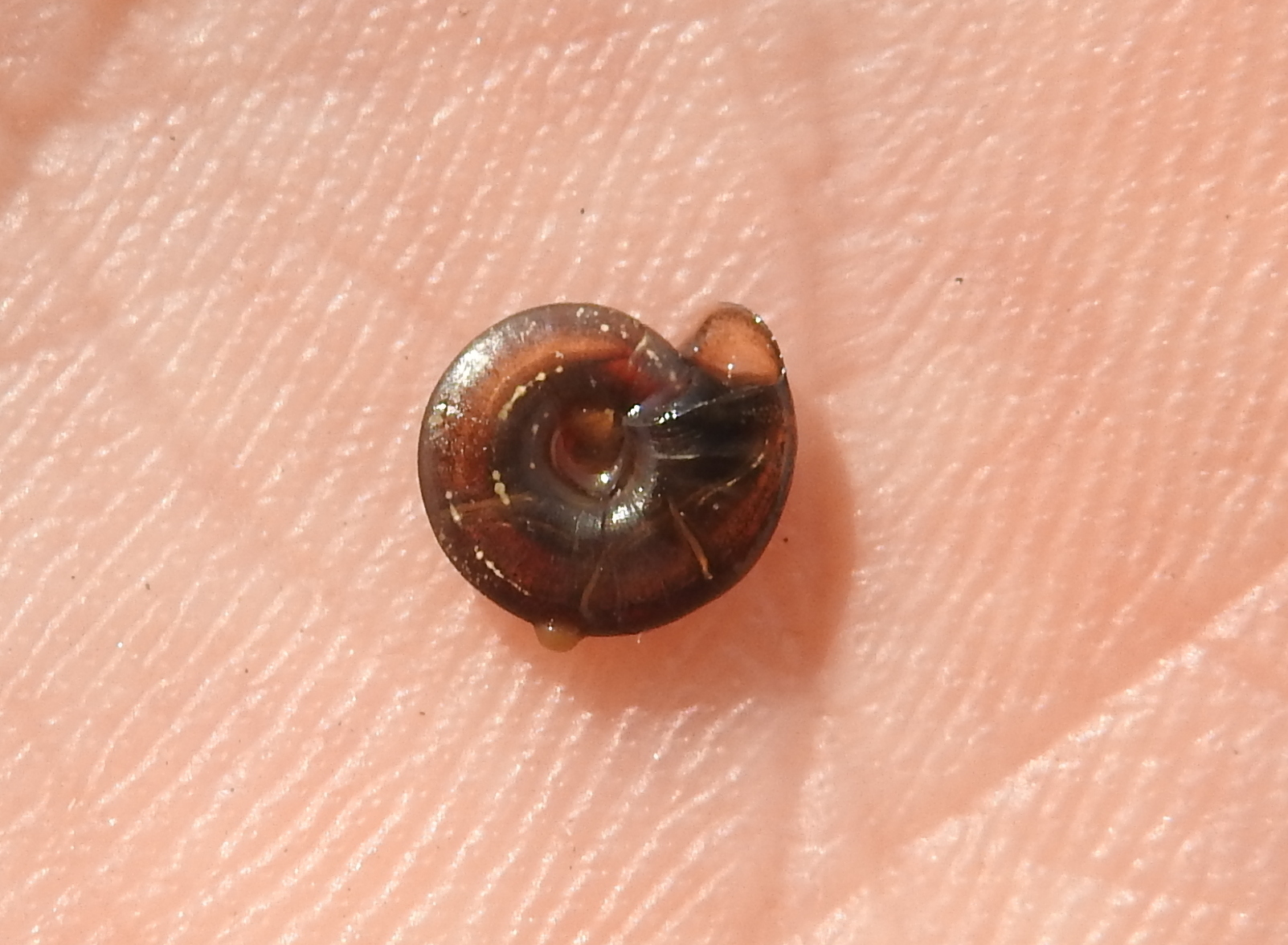 Segmentina nitida (O.F.Müller, 1774)