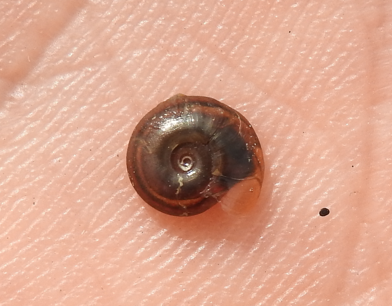 Segmentina nitida (O.F.Müller, 1774)