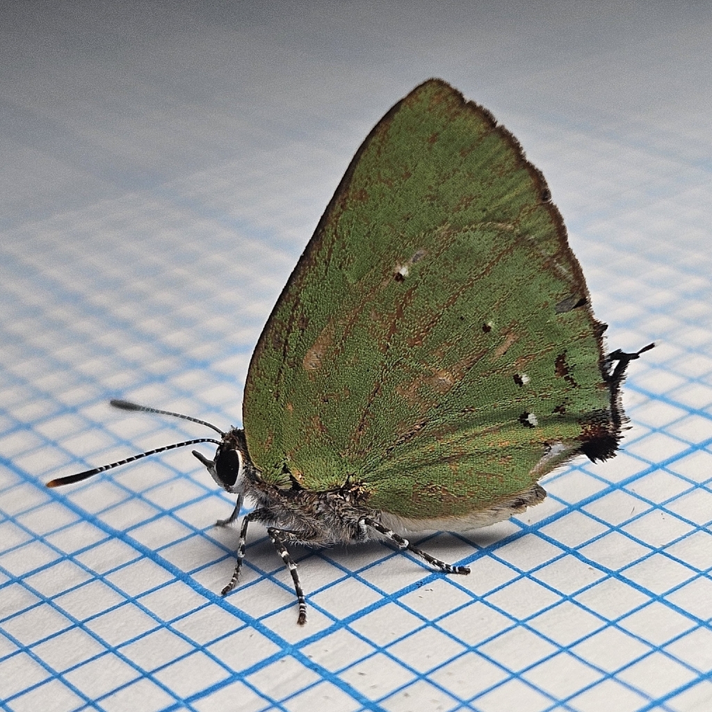 Amyntor Greenstreak from Endeavour, Trinidad and Tobago on January 25 ...