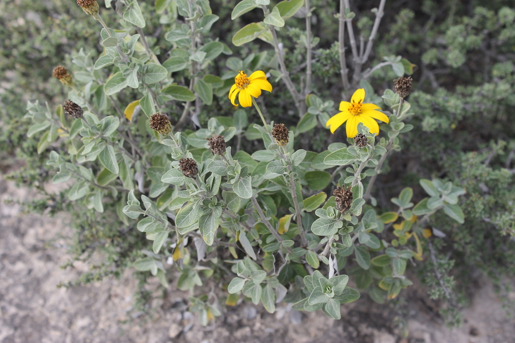 Calanticaria greggii from San Juan del Prado, Galeana, N.L., MX on ...