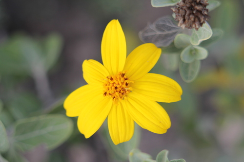 (Calanticaria greggii)