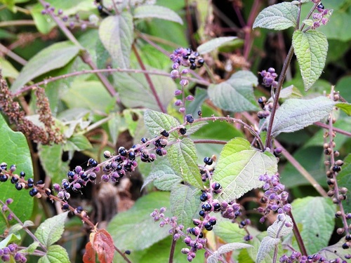 Alcaparrosa (Priva aspera)