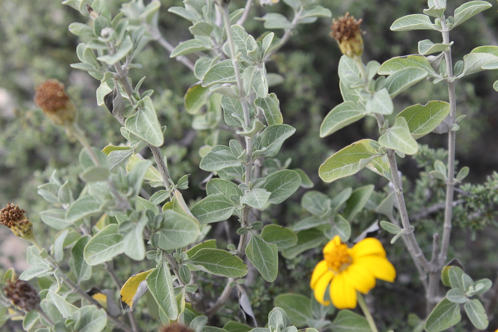 (Calanticaria greggii) - Botanical Realm