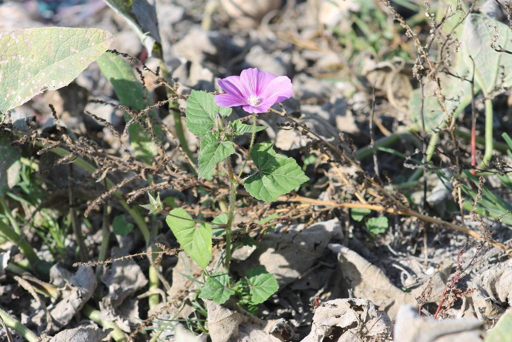 violettas from San Juan del Prado, Galeana, N.L., MX on November 10 ...