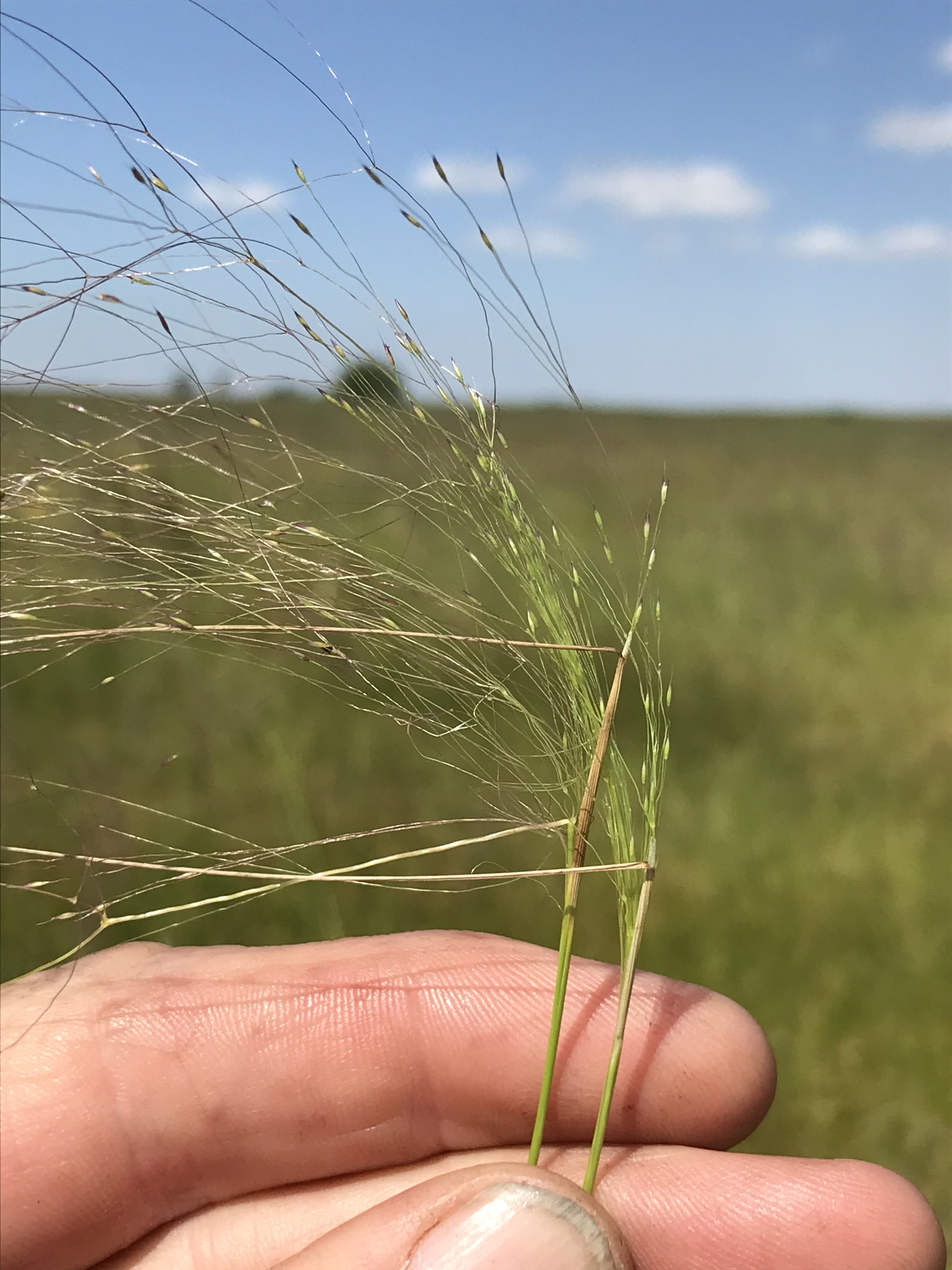 Agrostis montevidensis Spreng. ex Nees