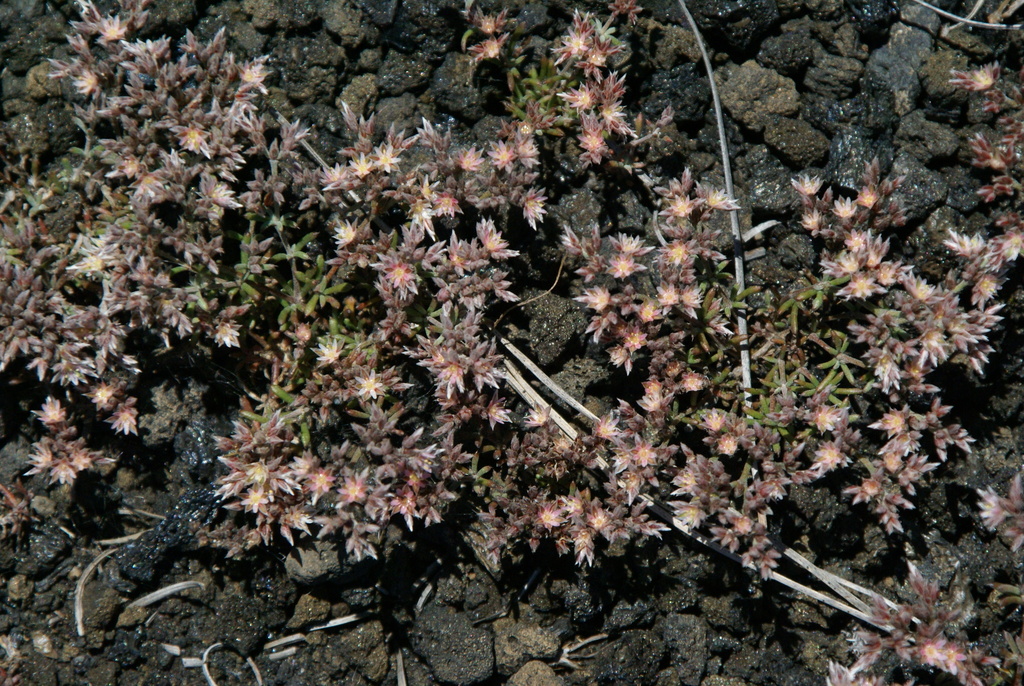 Polycarpaea aristata (Tenerife Plants Caryophyllales) · iNaturalist