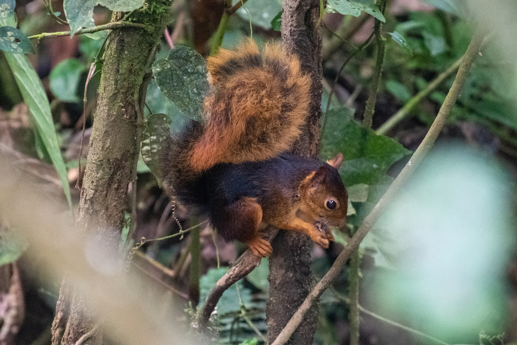 Southern Amazon Red Squirrel (Mammals SW Colombia) · iNaturalist