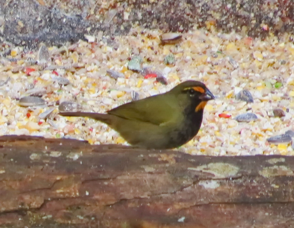Semillero oliváceo (Aves de Rionegro, Ant) · iNaturalist