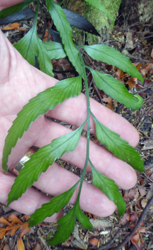 Hybrid Asplenium flaccidum × oblongifolium · iNaturalist