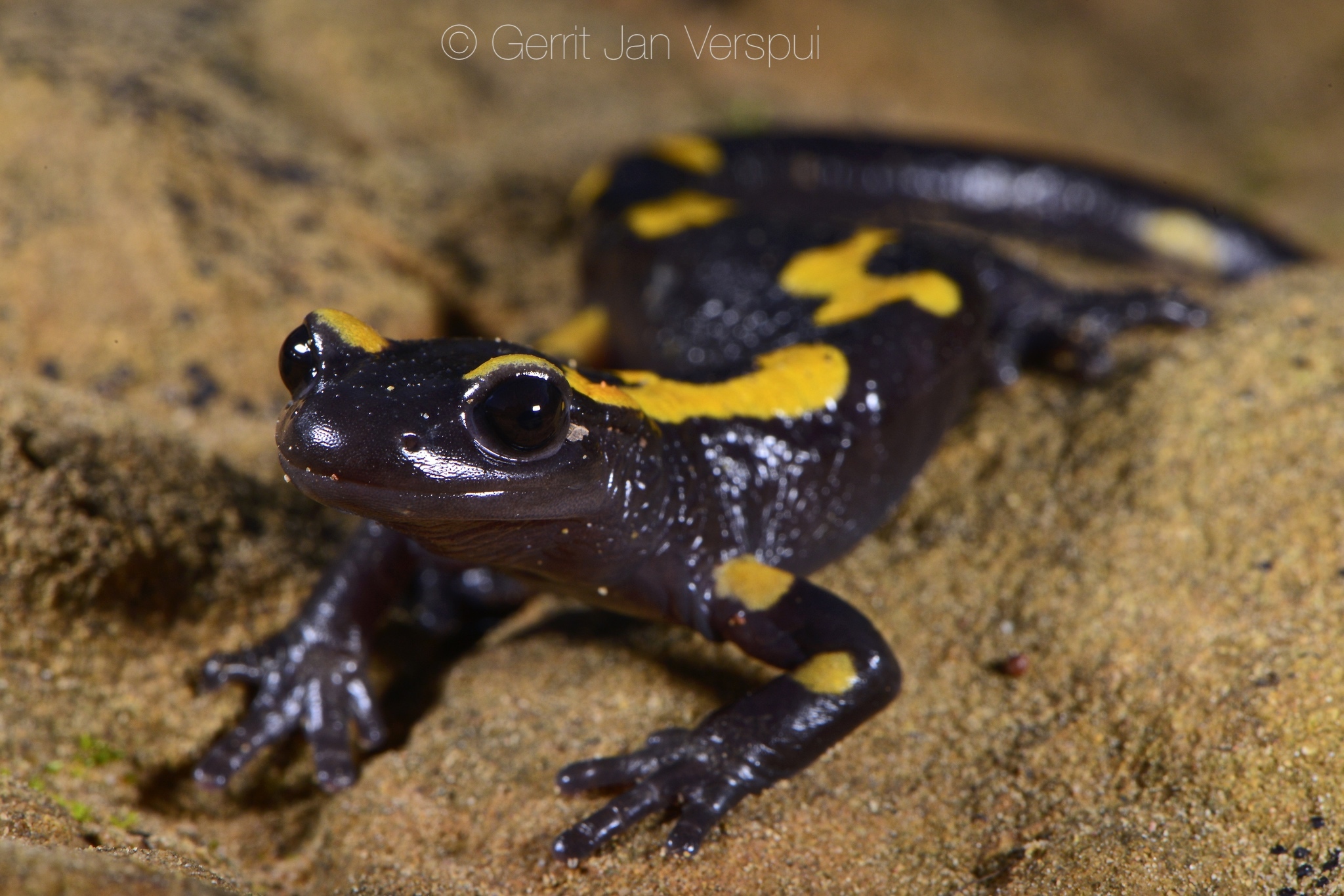 African Fire Salamander