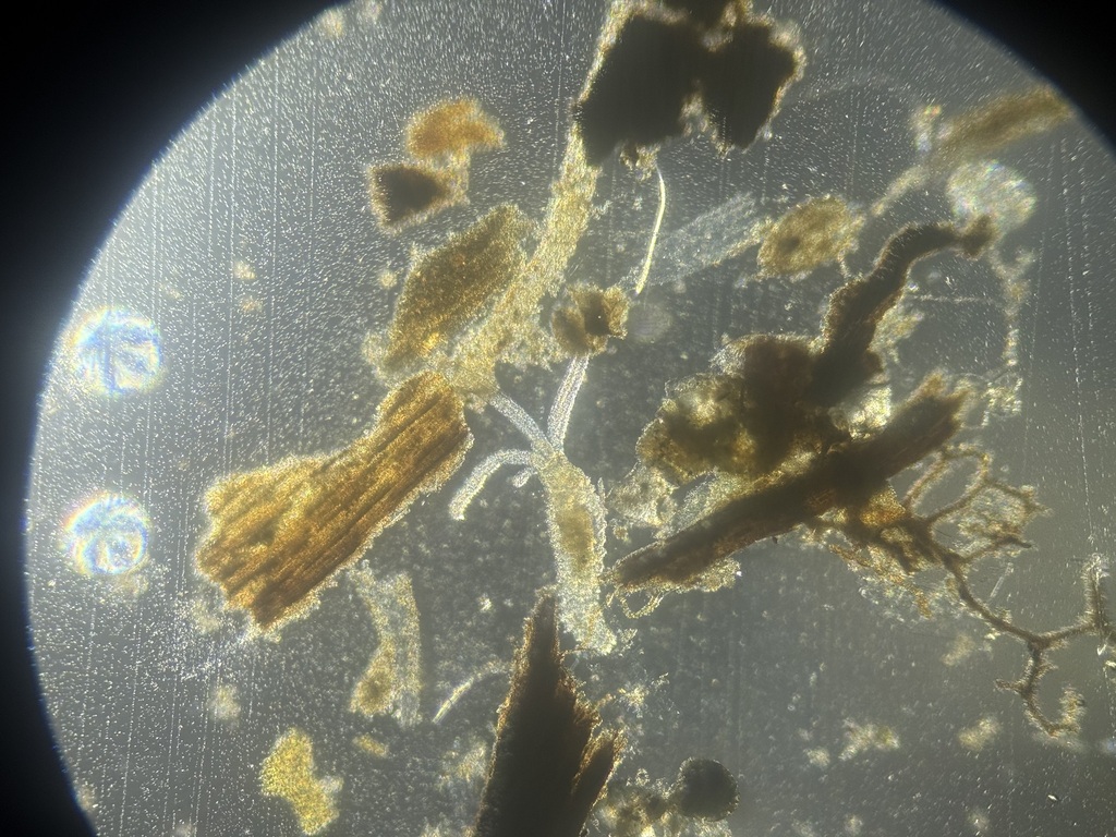 Hydrozoans in January 2026 by Matt Poole. From a plankton sample ...