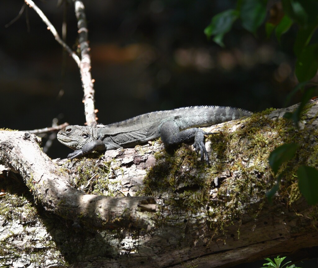 Gippsland Water Dragon from Noorinbee VIC 3890, Australia on January 25 ...