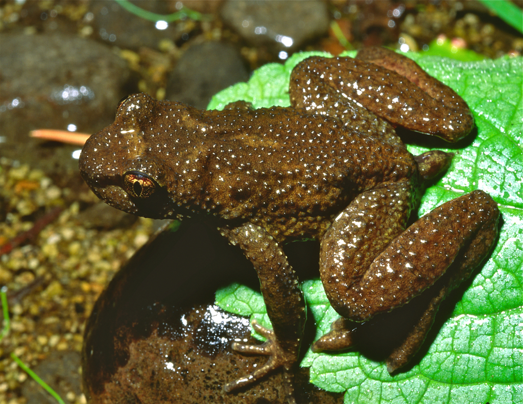 Coastal Tailed Frog in August 1990 by herper47 · iNaturalist