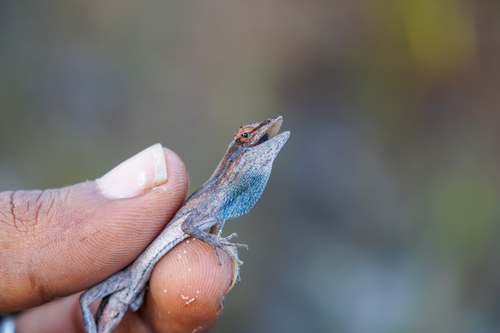 Grass Anole (Anolis auratus) - Snakes and Lizards