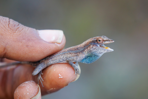 Grass Anole (Anolis auratus) - Snakes and Lizards
