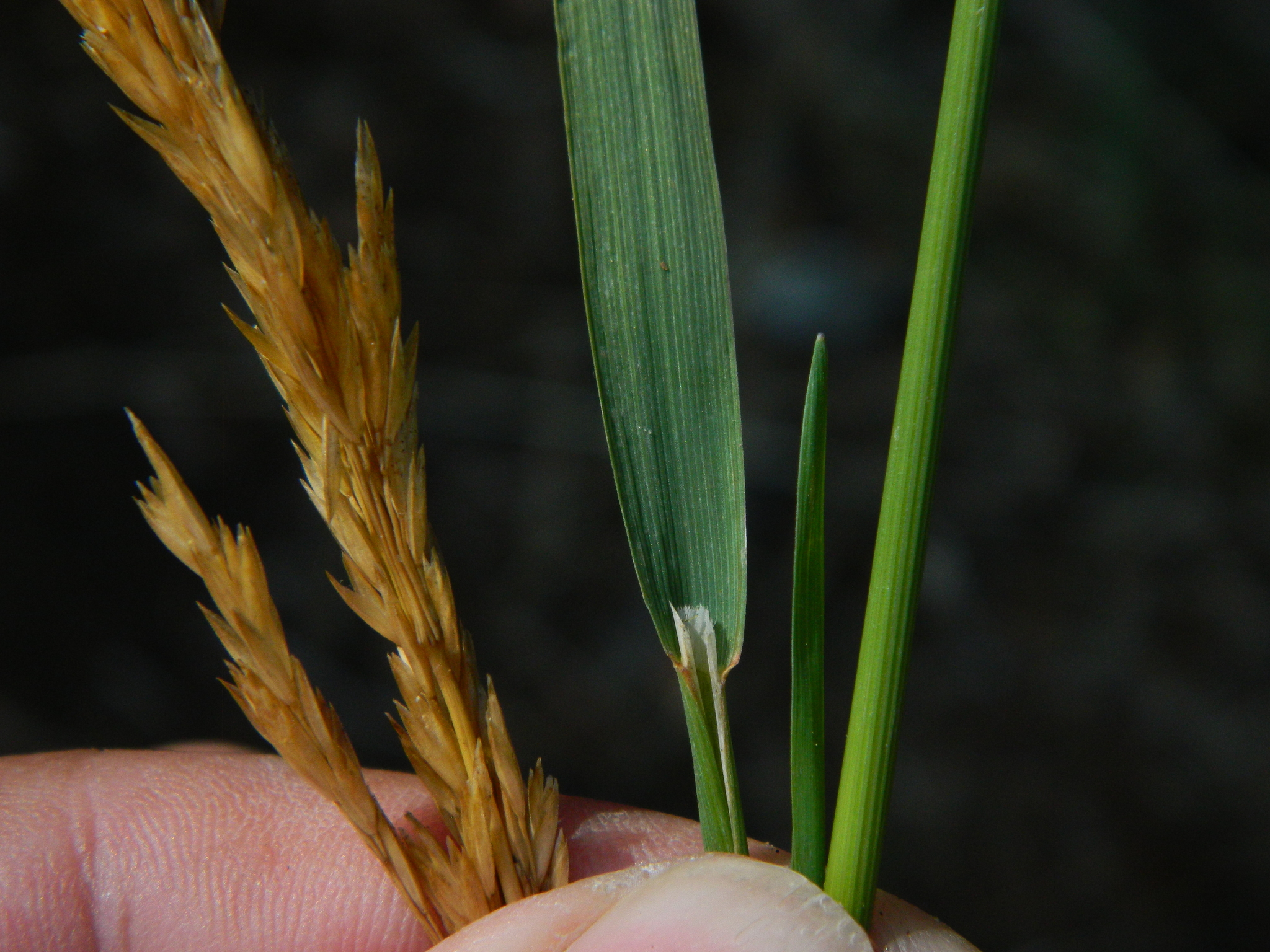 Graphephorum Desv.
