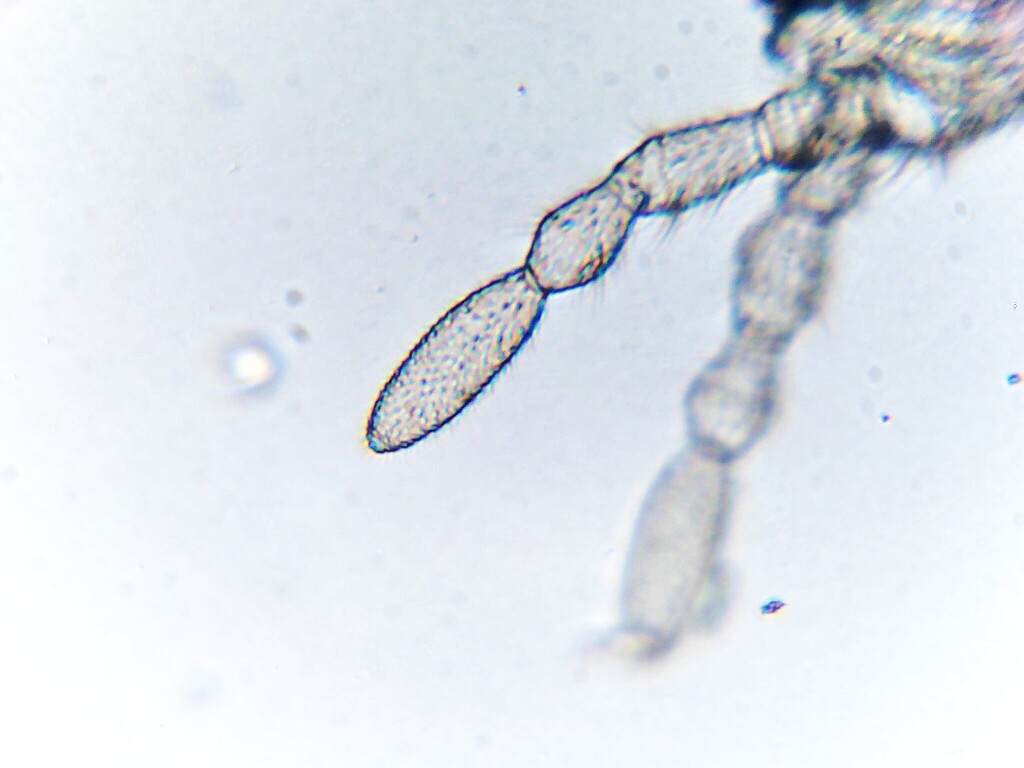 Isotominae in January 2026 by Timothy Lindsey · iNaturalist
