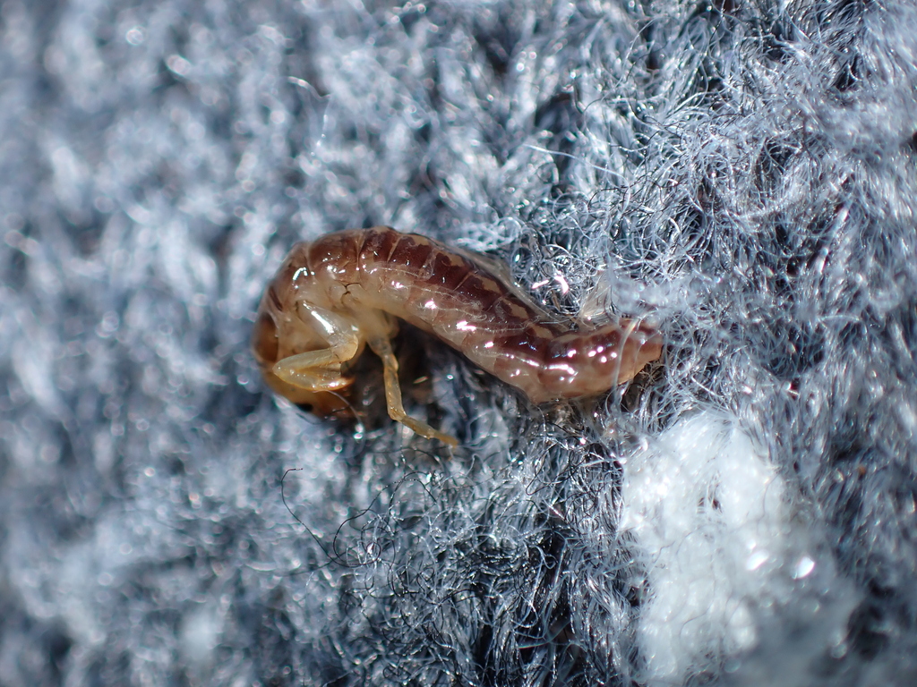 Sialis rotunda from Redmond, WA, USA on January 24, 2026 at 04:34 PM by ...