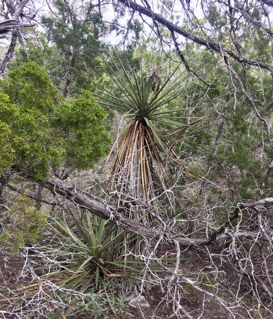 Spanish dagger from Axis Run, Hunt, TX, US on February 03, 2020 at 12: ...