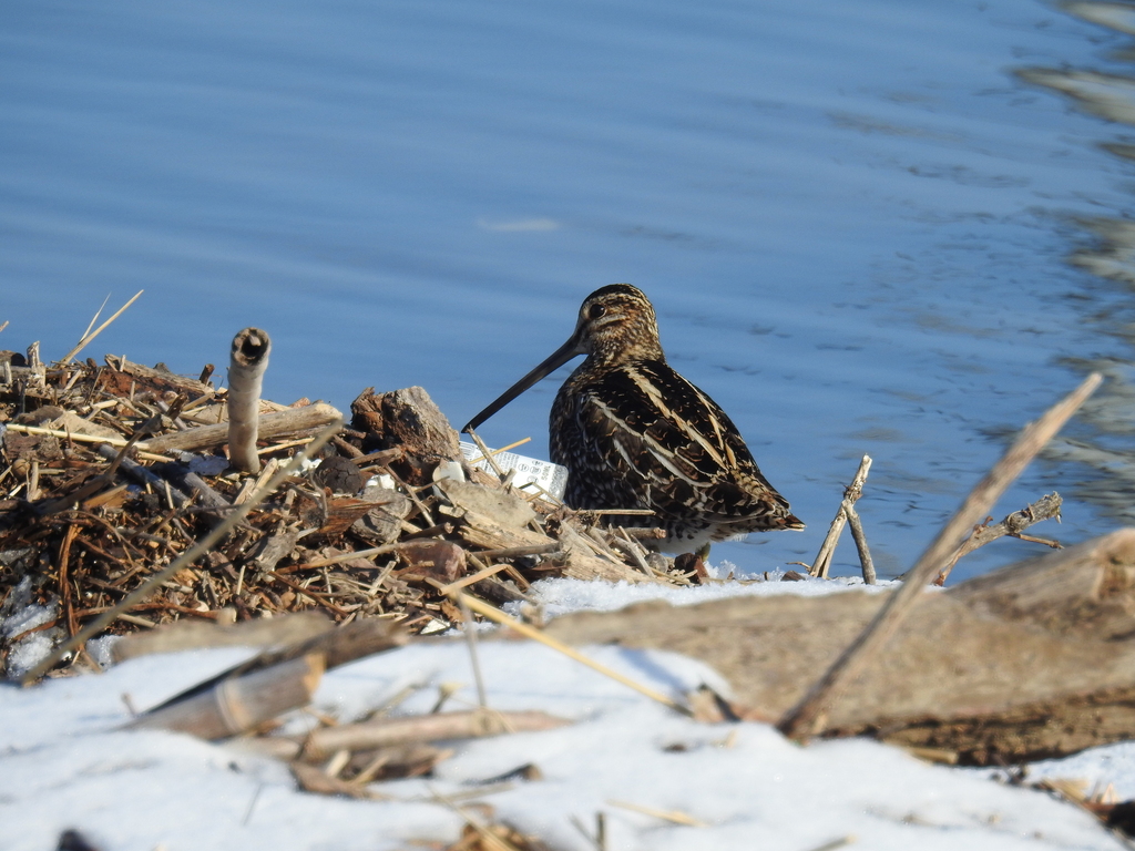 Wilson's Snipe from Fort Worth, TX, USA on January 26, 2026 at 03:08 PM ...