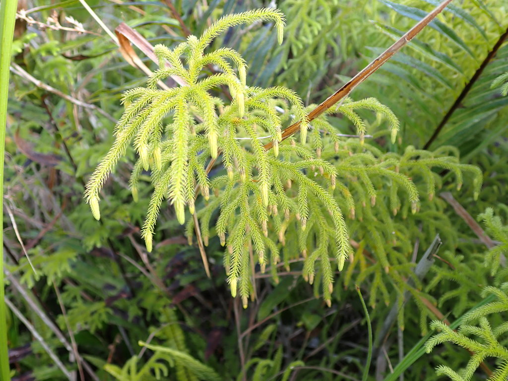 lycophytes (Lycopodiopsida) - Botanical Realm