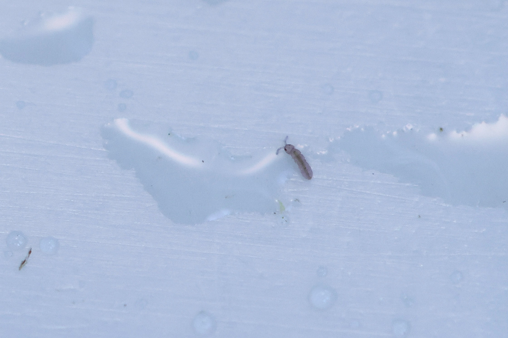 Isotominae from Capital Regional District, BC, Canada on January 18 ...