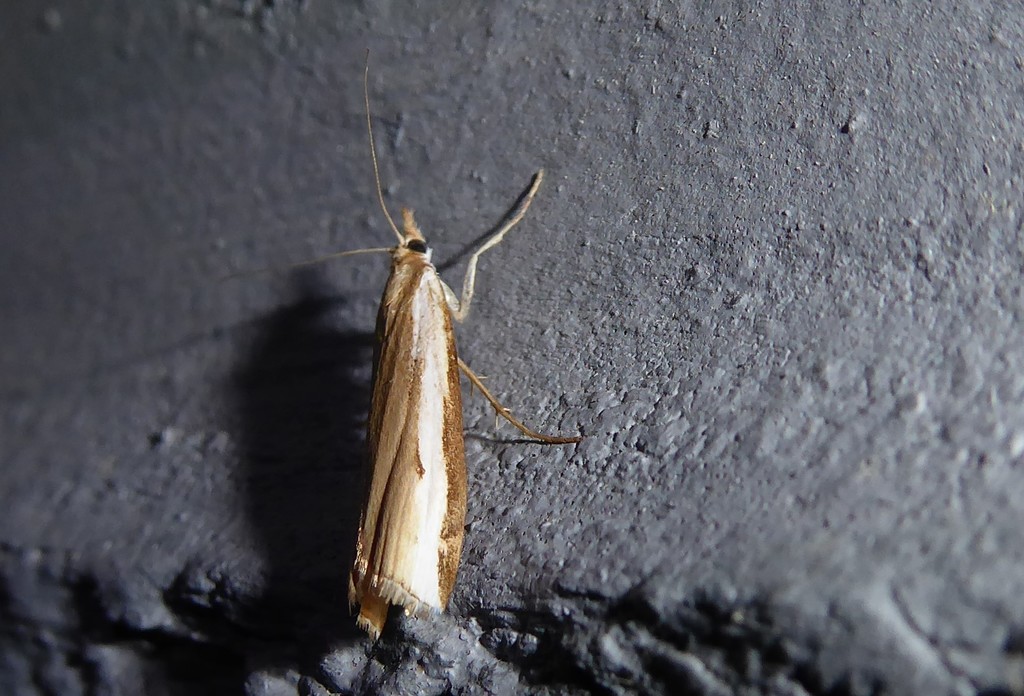 Common grass moth from Waikouaiti, New Zealand on December 31, 2019 at ...