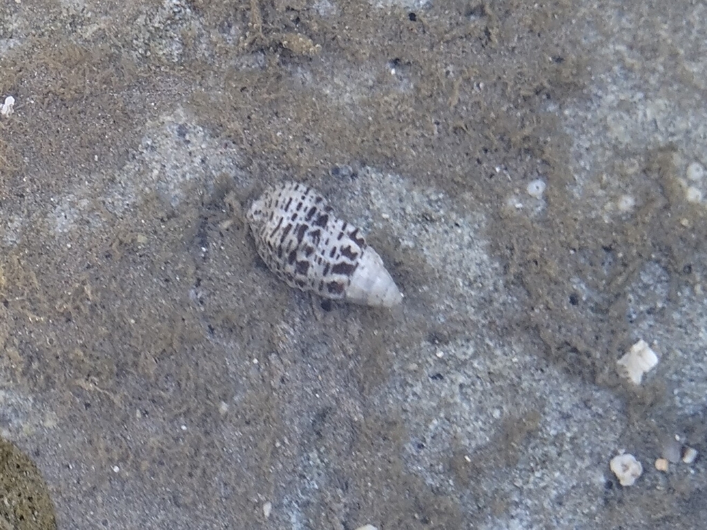 Clypeomorus petrosa from Dicky Beach QLD 4551, Australia on January 24 ...