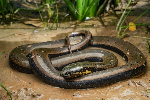 South American Pond Snakes (Pseudoeryx) - Snakes and Lizards