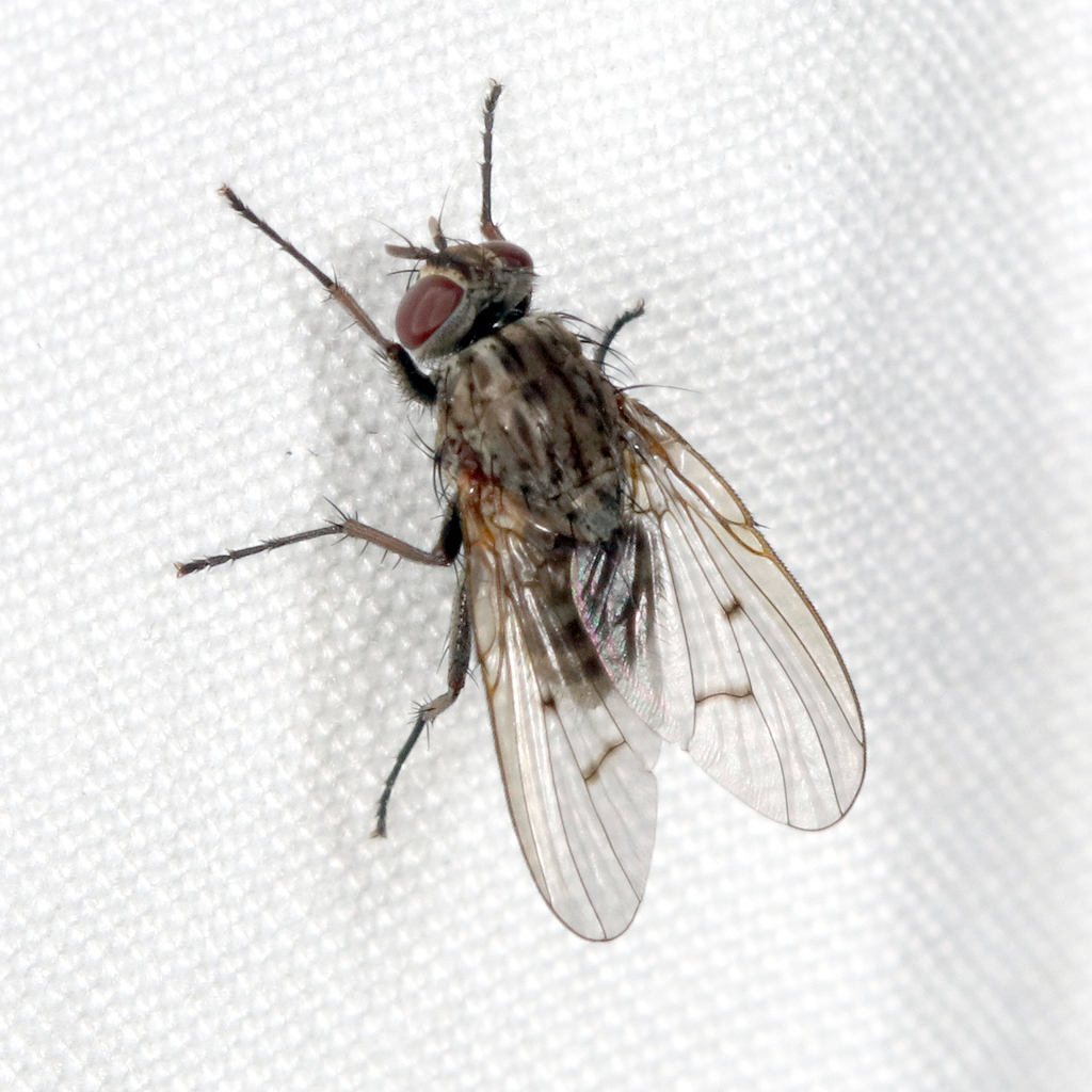 Phaoniinae from Ballarat VIC, Australia on January 23, 2026 at 09:05 PM ...