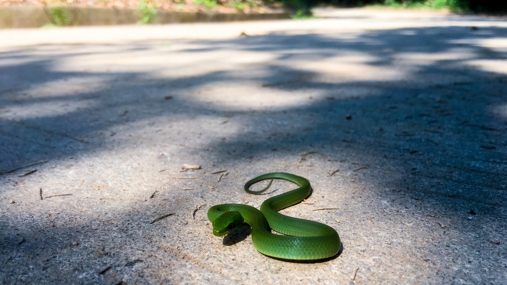 Chinese Green Snake in October 2019 by guliwu_island · iNaturalist