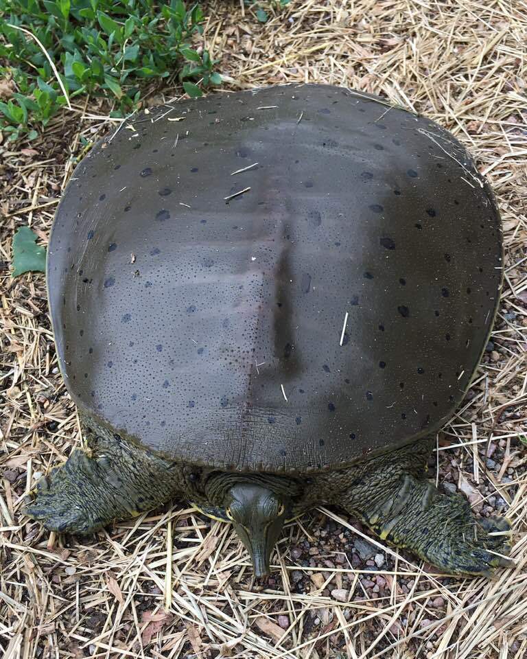 Eastern Spiny Softshell in July 2019 by kellypre50 · iNaturalist