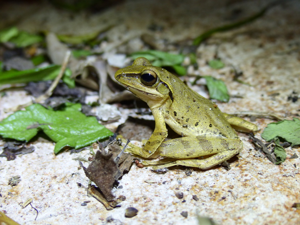 Common Southeast Asian Tree Frog (Animals of Penang Hill) · iNaturalist