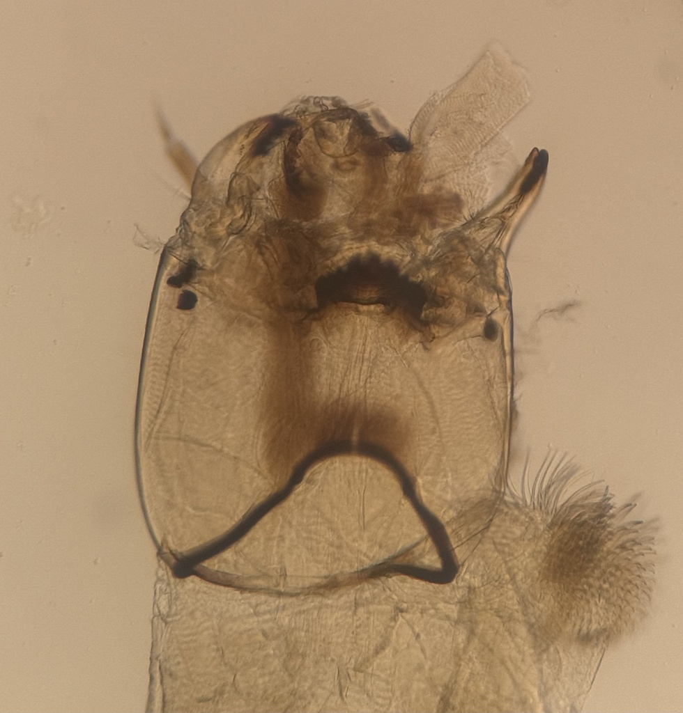 Dicrotendipes modestus from Lake Okeechobee, South Bay, FL, US on July ...