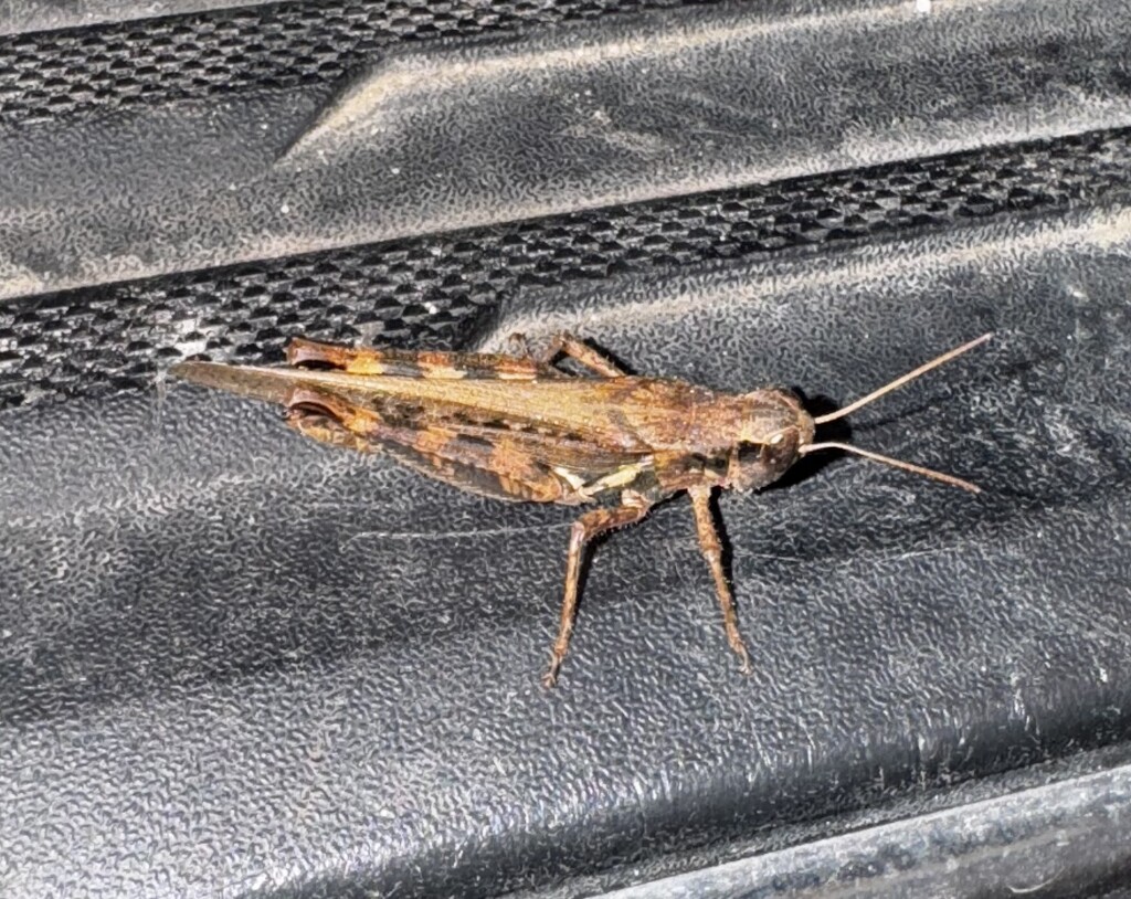 North American Spur-throated Grasshoppers from Lookout Valley, Marion ...