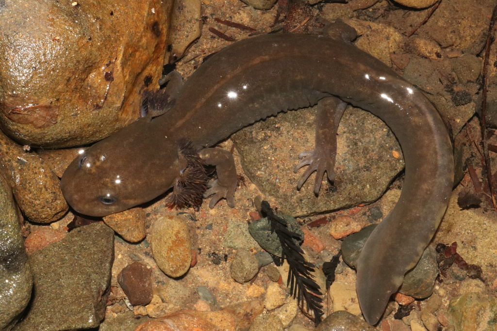 California Giant Salamander in February 2020 by André Giraldi. Neotenic ...