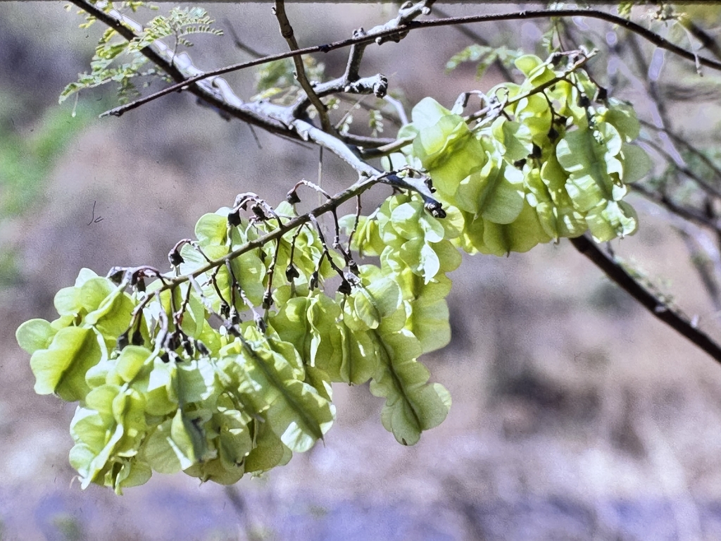 Jamaican dogwood from Loma Bonita, about 15 miles west of Salina Cruz ...