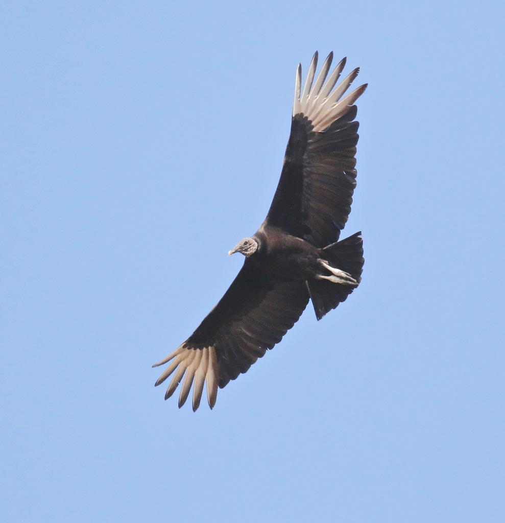 Black Vulture from Mission, TX, USA on February 08, 2020 at 11:02 AM by ...