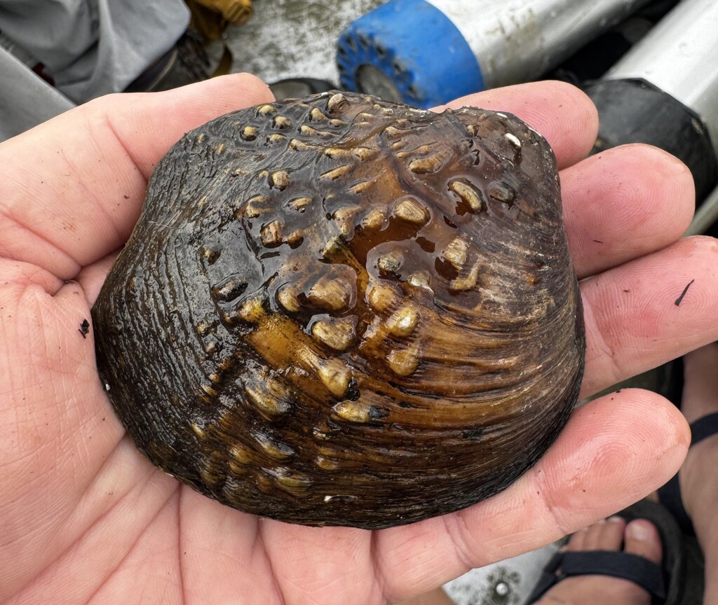 Purple Wartyback from Tennessee River, Maclellan Island, Marion Co., TN ...