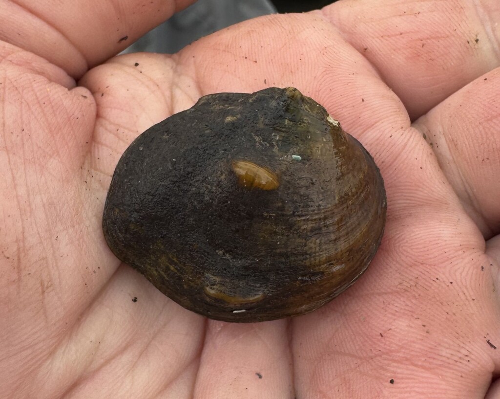 Three-horn Wartyback from Tennessee River, Maclellan Island, Marion Co ...