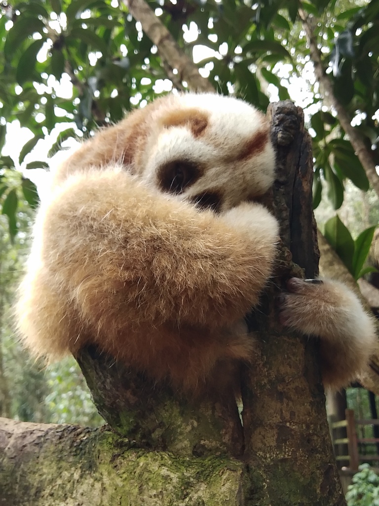 Slow Lorises from Simao, Pu'er, Yunnan, China on October 4, 2018 at 12: ...
